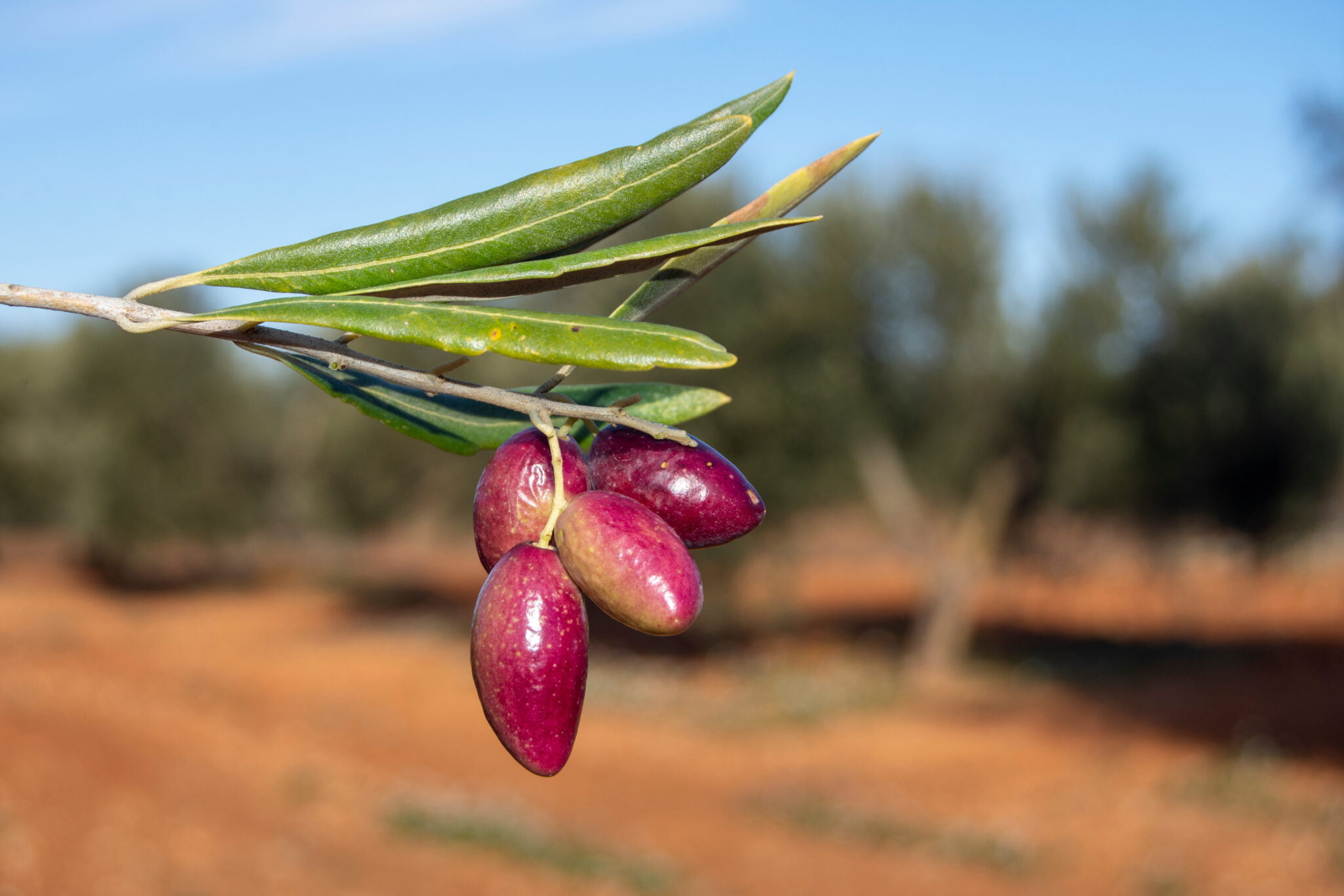 Aceites de oliva virgen extra según el tipo de aceituna